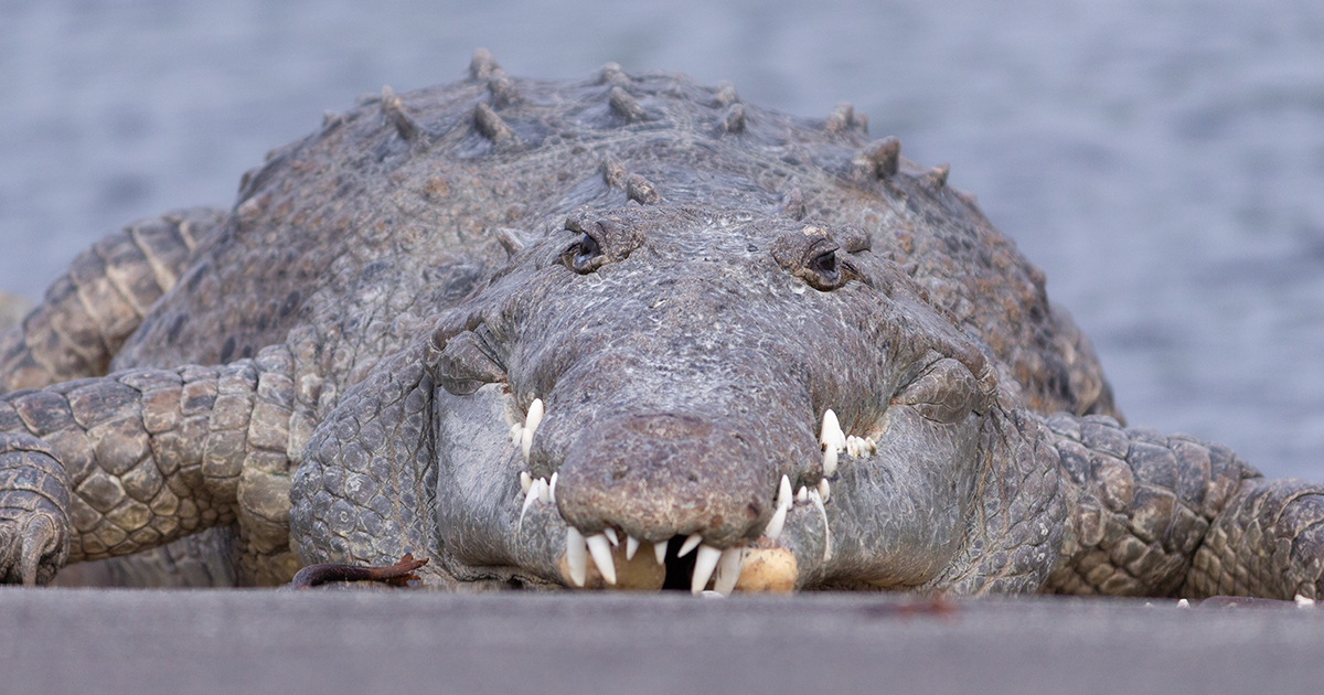 Slogging for Solstice in the Everglades! - The Bill Beaver Project